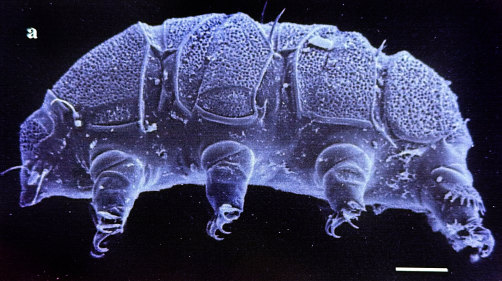 Water bear scientist Sandra Claxton dies
