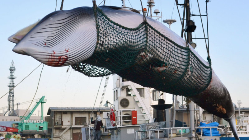 Japanese Whales: Fried, boiled or raw, how to consume