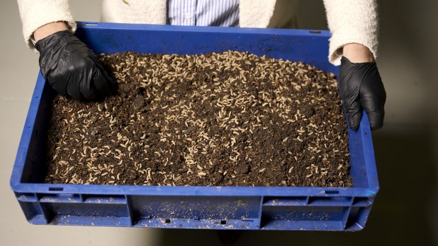 Hyatt Regency at Darling Harbour is using maggots to dispose of food waste