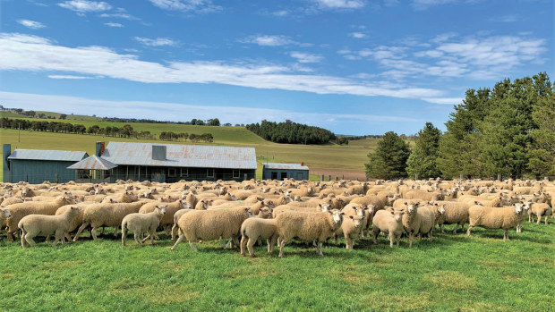 John B. Fairfax sells 'fat lamb factory' for $17m