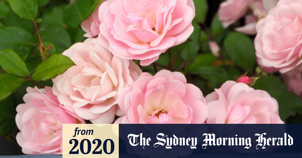 Big toughies perfect for Sydney: the forgotten roses of Alister Clark