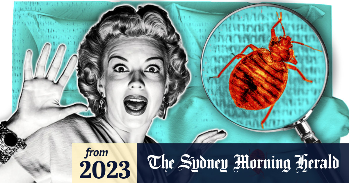 Paris bed bugs: What are bed bugs and how do you know you have them?