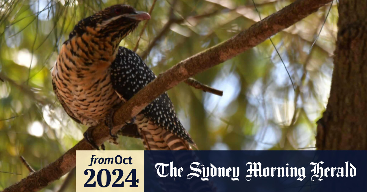 Eastern koel: The ‘demonic bird’ that is thriving in cities