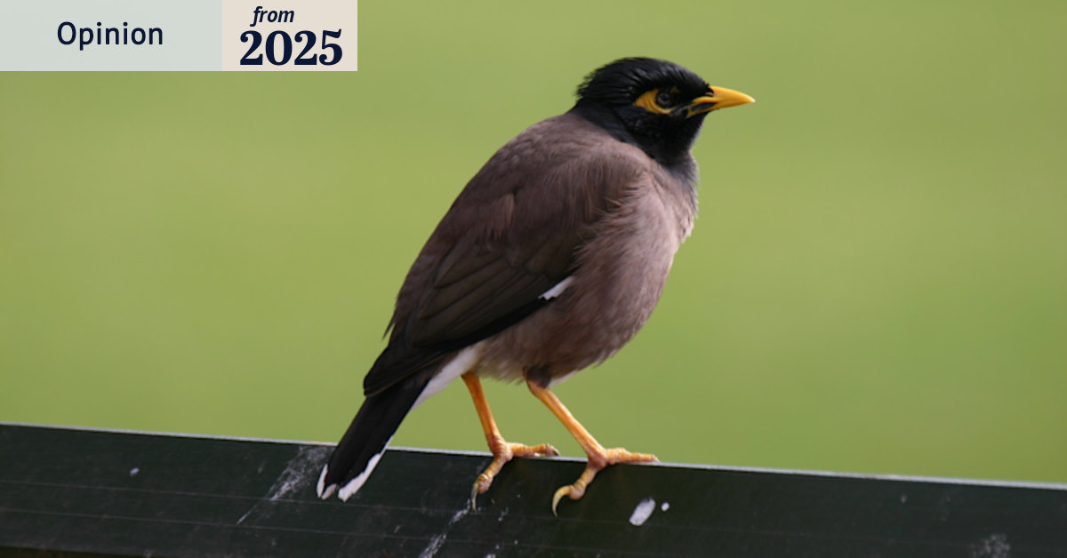 How to drive away myna and miner birds from gardens in Melbourne 2025