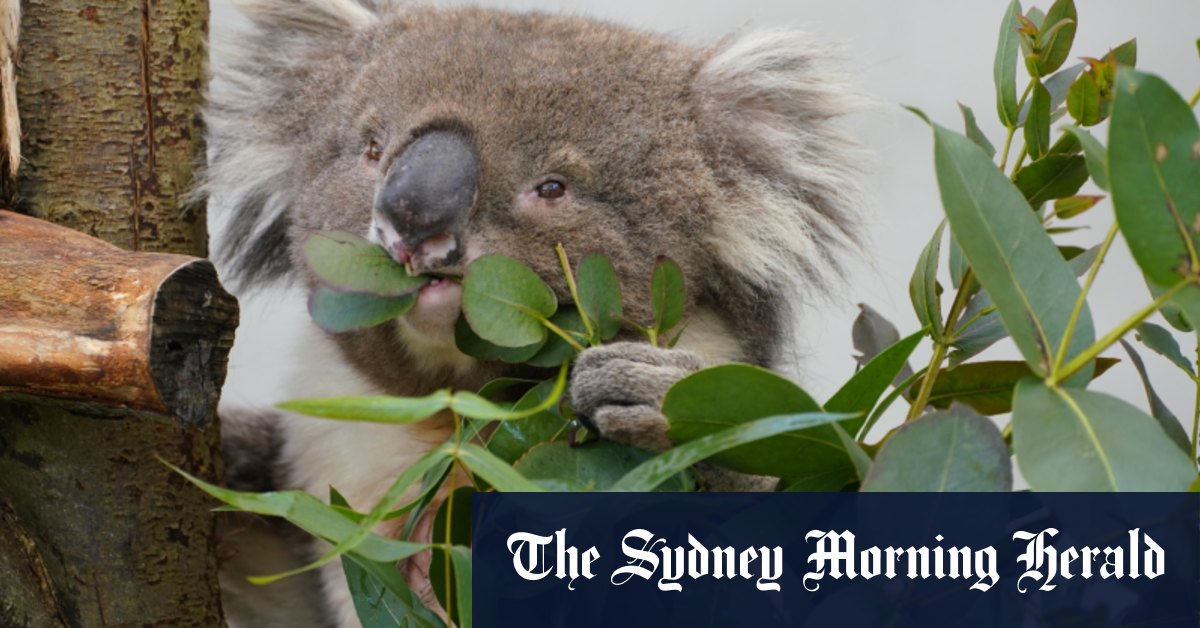 Burke, father of first southern male koala born outside of Australia ...