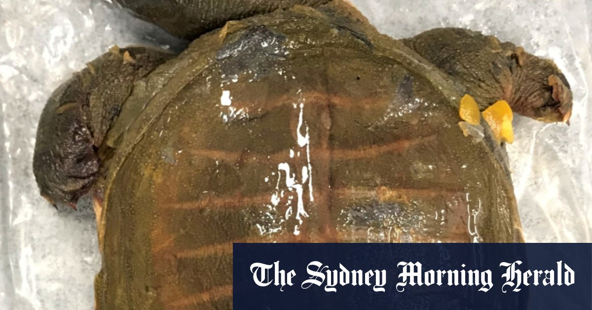 Biosecurity: Dead turtles among tonnes of products found in haul