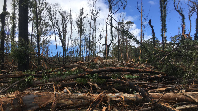 Despite the fires, logging continues in damaged forests