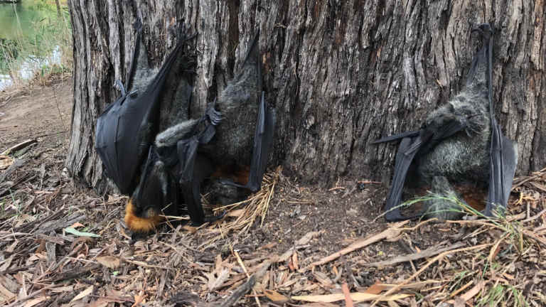 'Nightmare': Over 2000 flying foxes perish during Victorian heatwave