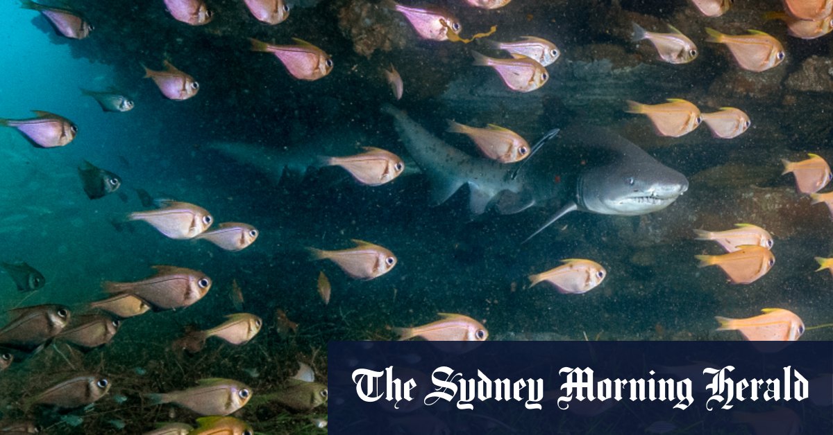 Bondi shark net should be removed, say activists, amid grey nurse shark ...
