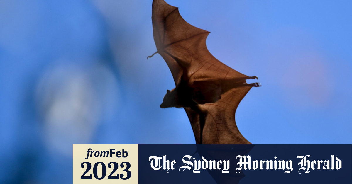 Flying foxes: Radar, drones take over major Melbourne bat survey