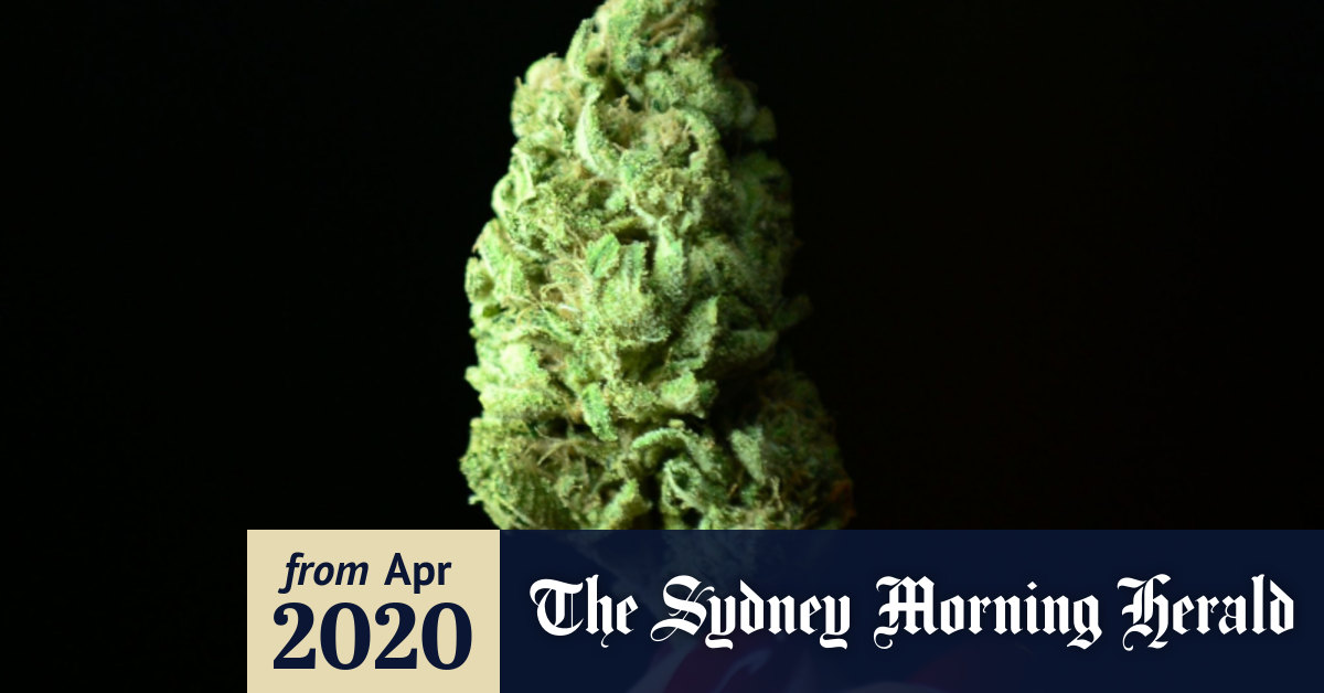 Cannabis: Vehicle crashes a common factor for deaths, finds NDARC study