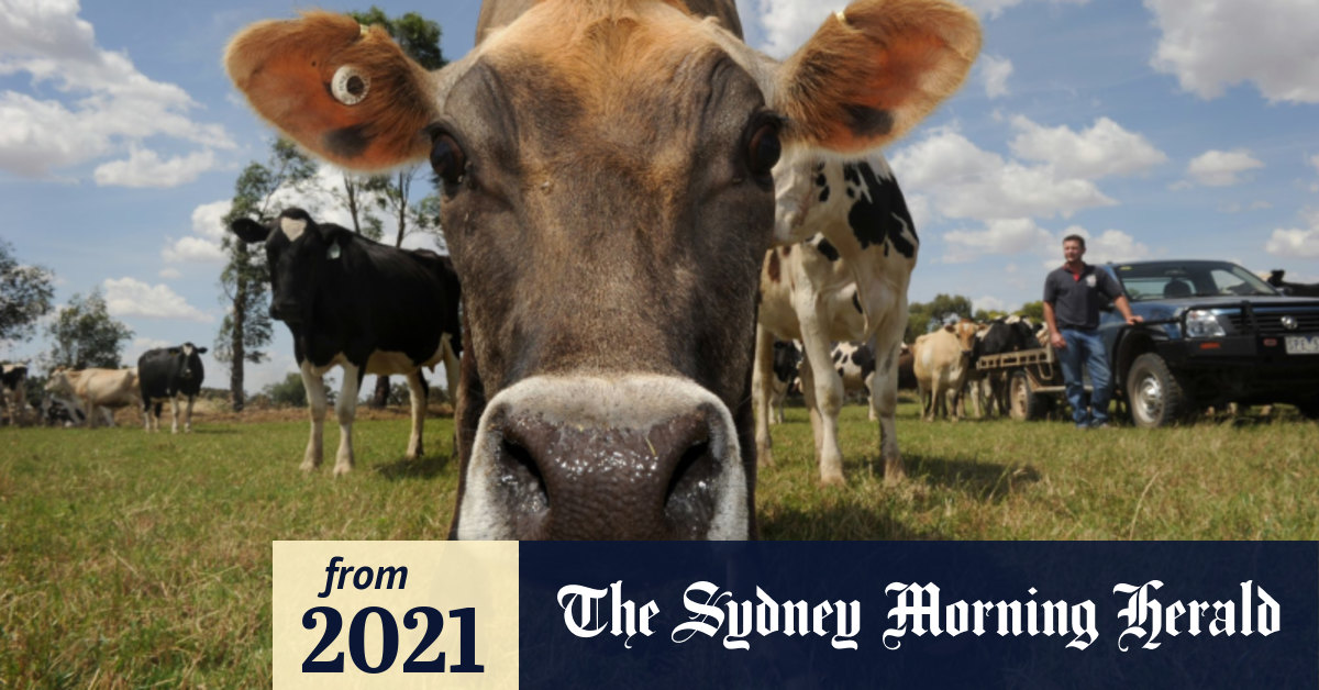 Flatulent cows no longer on the nose with seaweed solution to climate ...