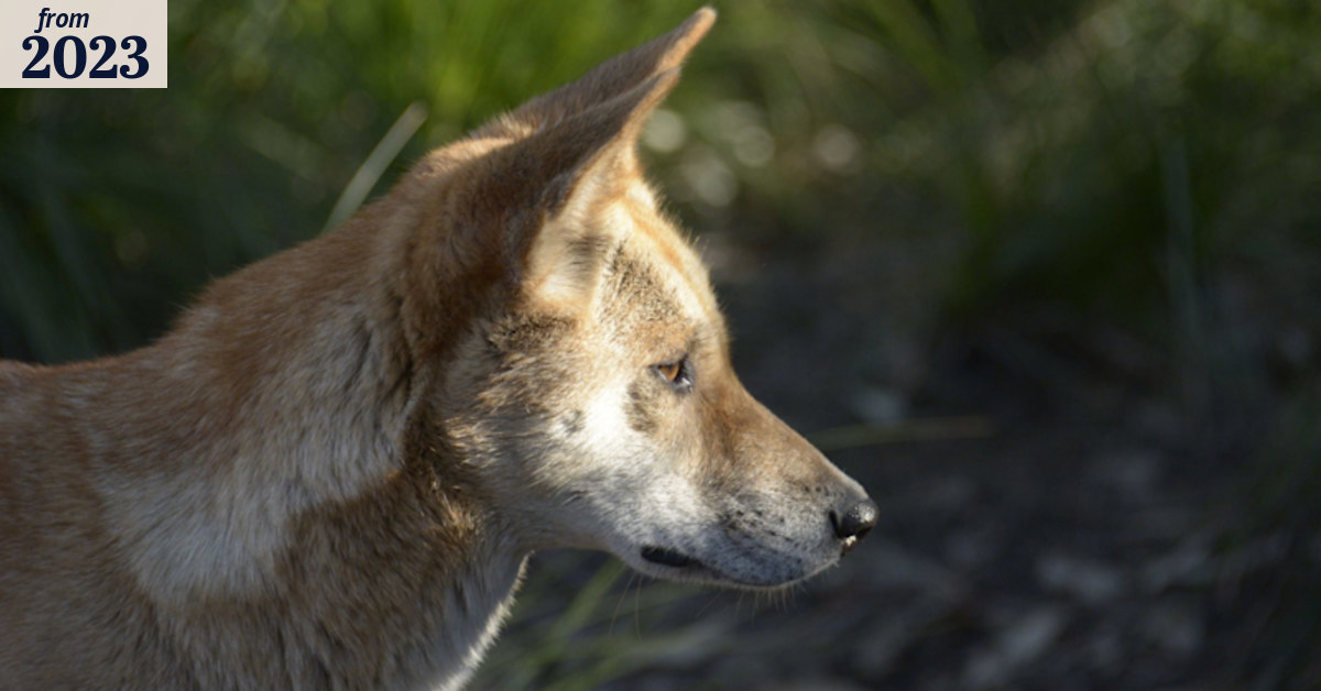Dingo DNA: 90 per cent of Victorian dingoes are purebred, raising ...
