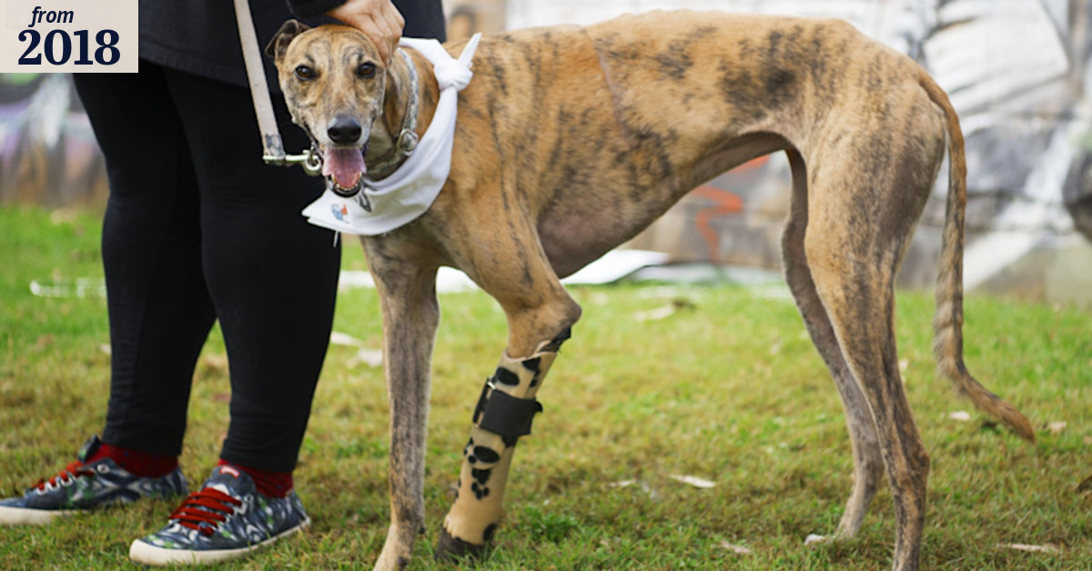 Spike in greyhounds killed and injured at races