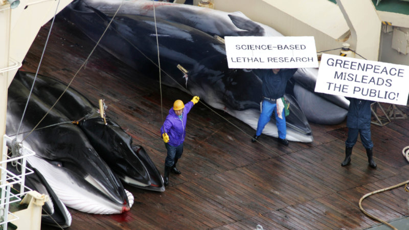 Japanese whalers return home with massive whale catch