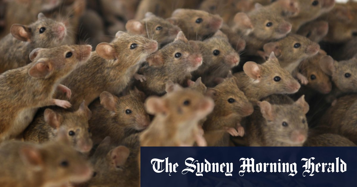 The mouse plague isn’t coming to Sydney, ecologists say