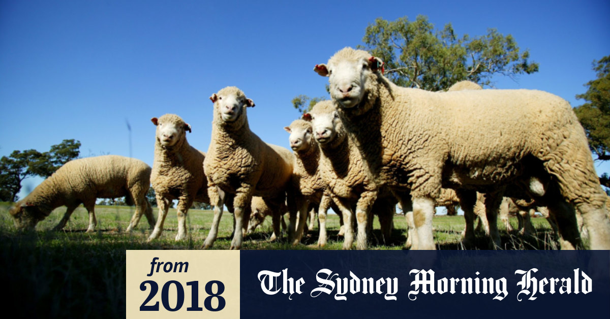 Sheep trade is finished under new heat stress test