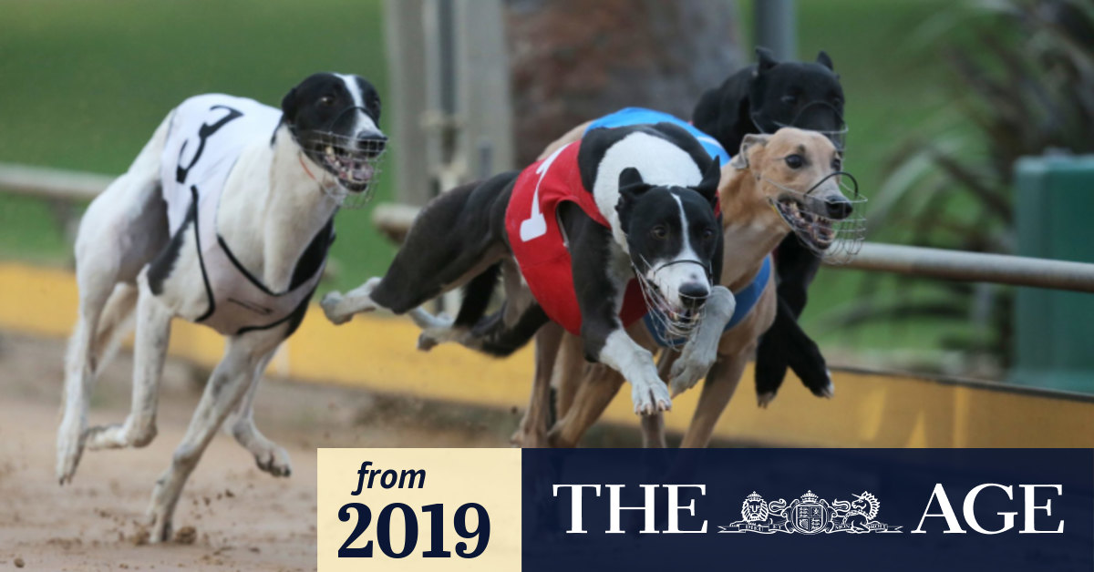 State government backs greyhound racing industry amid live-baiting claims