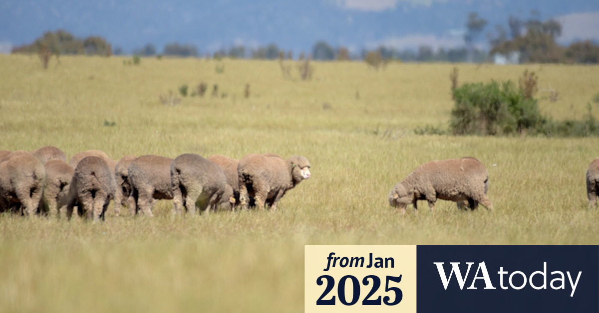 Australia election 2025: WA live export lobbyists ramp up trade talk ...