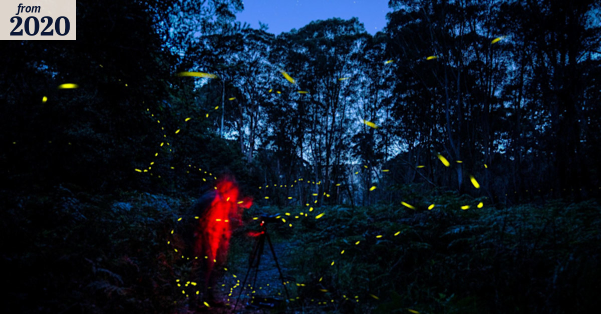In a pulse of brilliance, the Blue Mountains fireflies are back