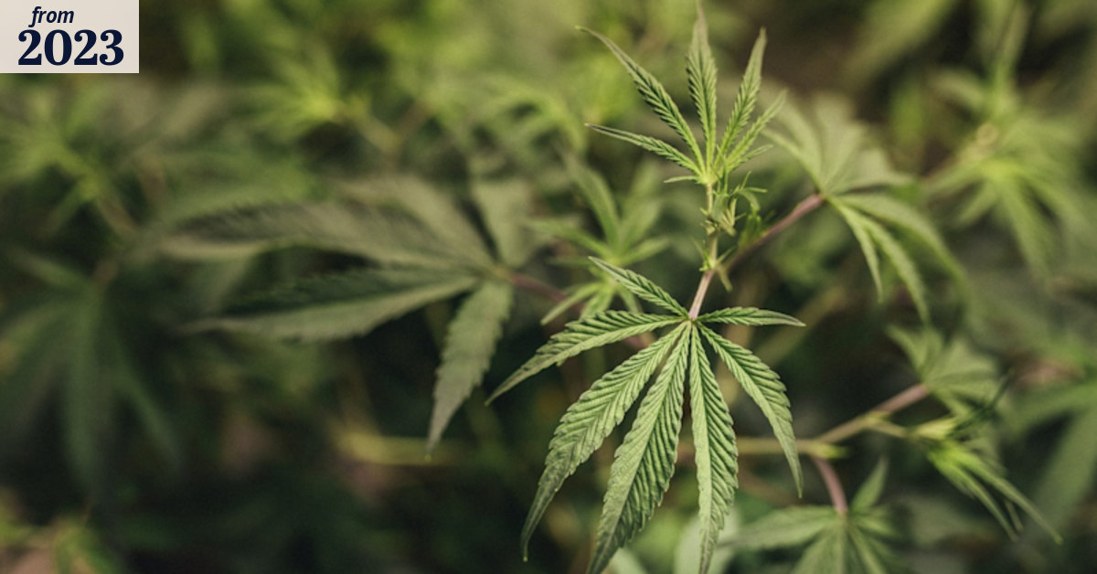 Victorian medicinal cannabis: Laws to go to parliament allowing trial ...