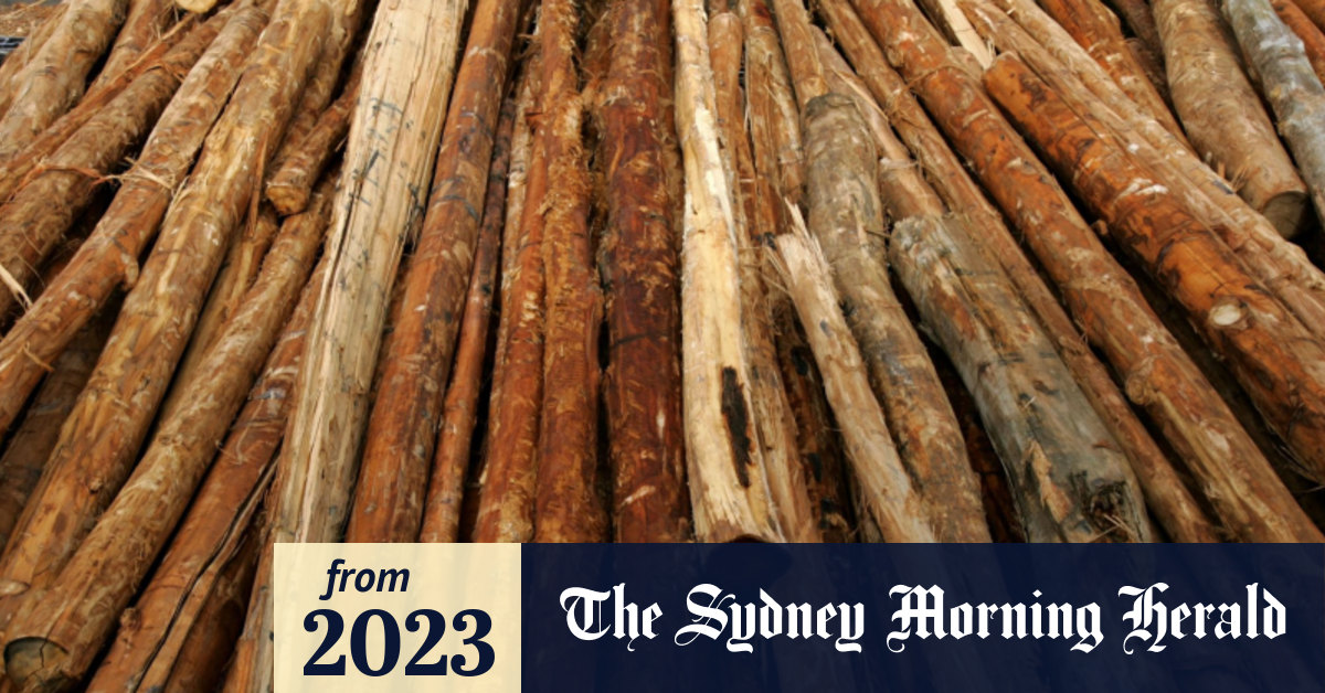 Native forest logging back in the spotlight in NSW after changes in ...