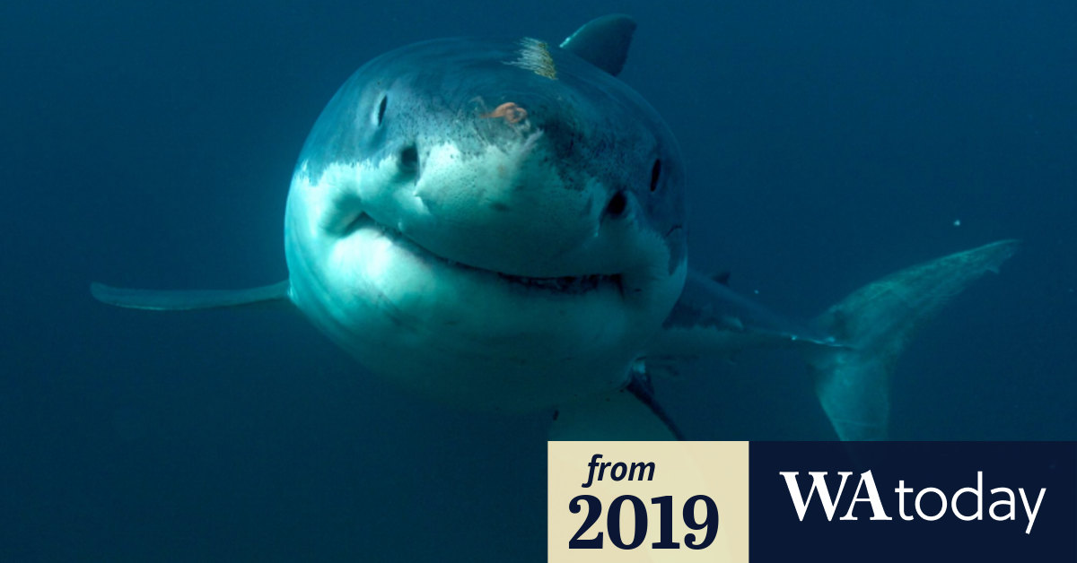 'Smart' shark drumlines to be launched in February