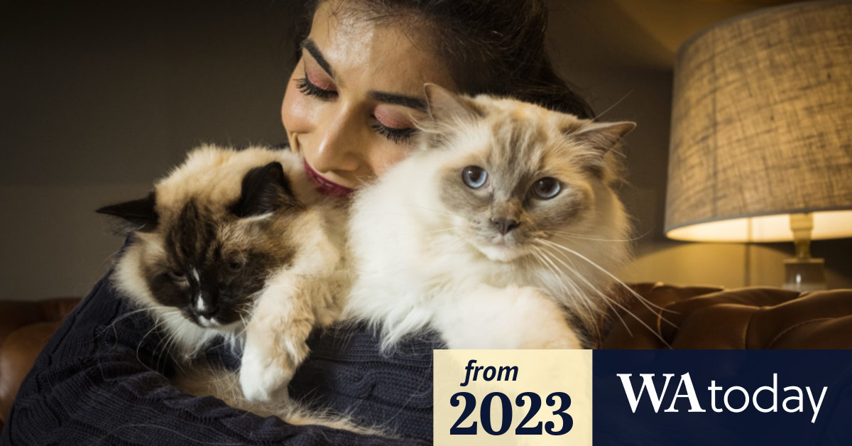 Perth pets: Cats or dogs? The Perth suburb where felines reign supreme