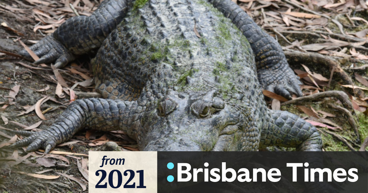 Two men badly injured after croc attack in Cape York Peninsula