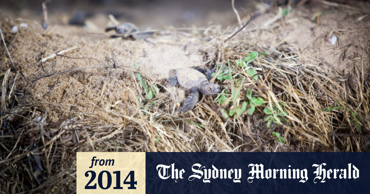 Turtle season begins in Queensland