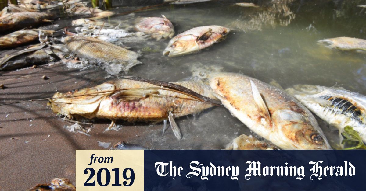Murray-Darling agencies fear bigger fish kills than Menindee this summer