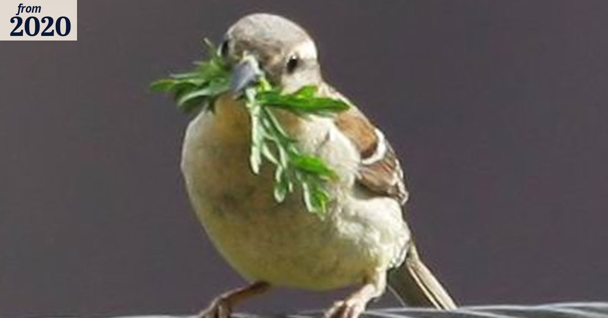 Griffith University research finds sparrow species use medicine to ...