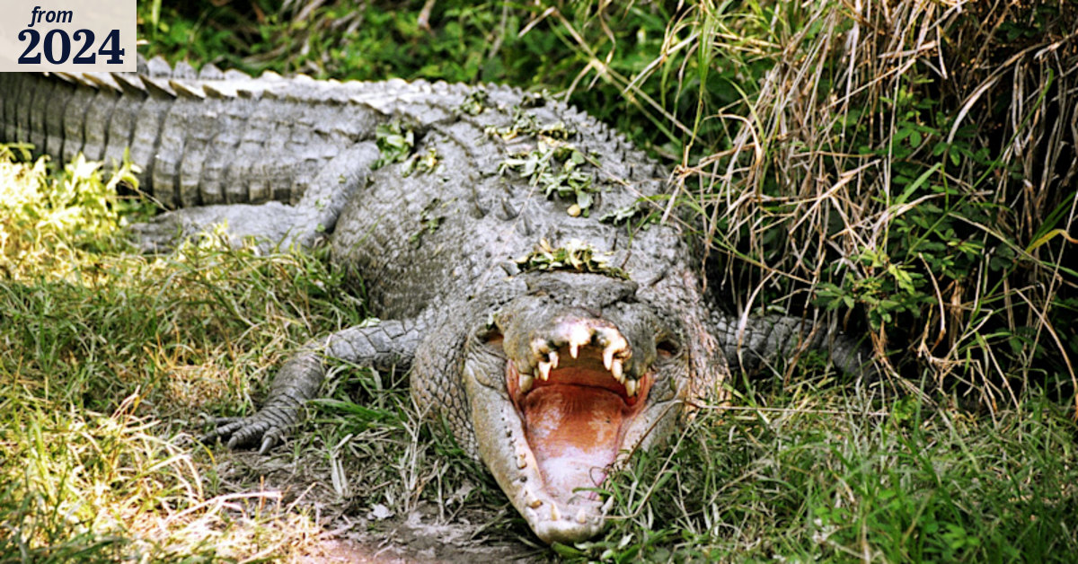 do alligators attack crocodiles