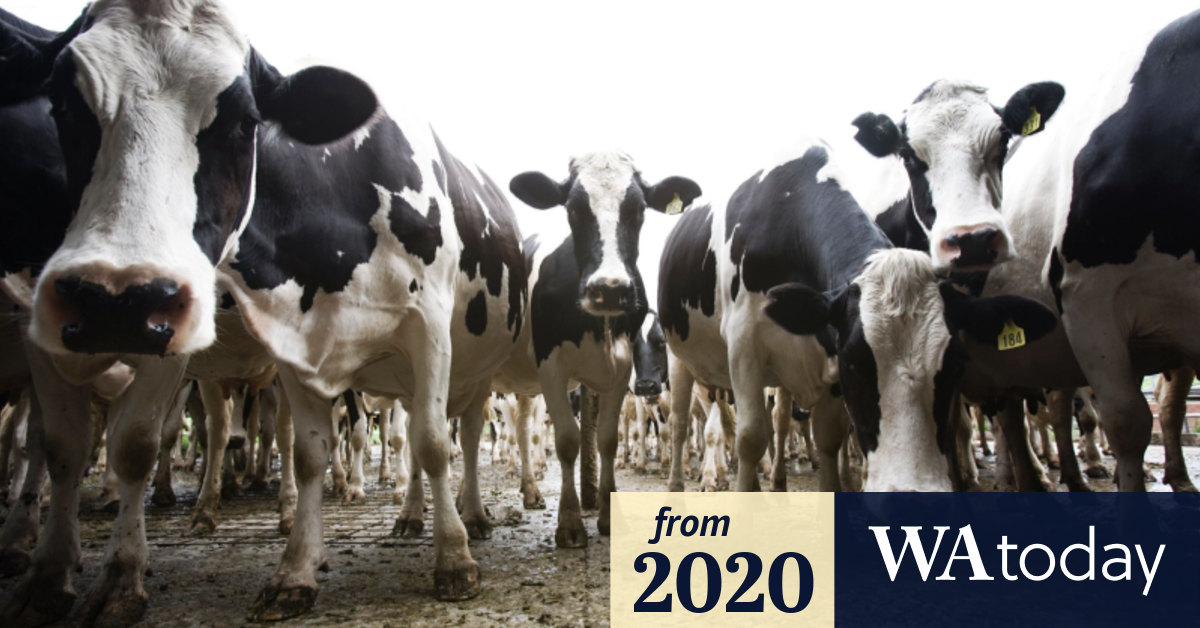 Cash cow crisis: WA dairy farmers miss out as supermarkets relish ...