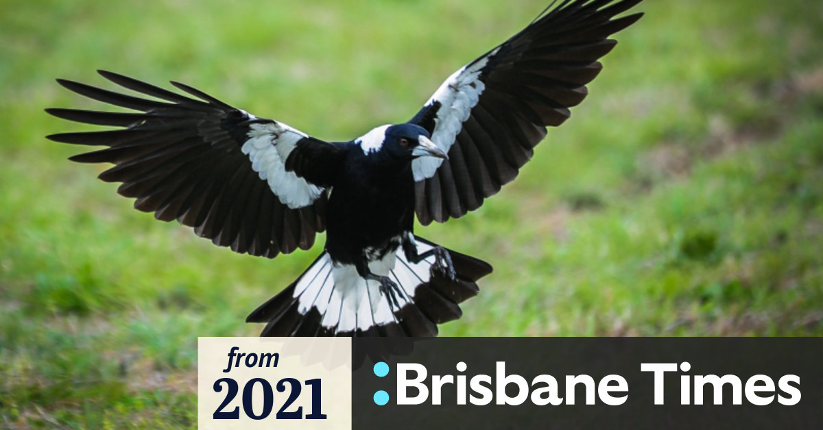 Report says council should have acted against magpie before baby died