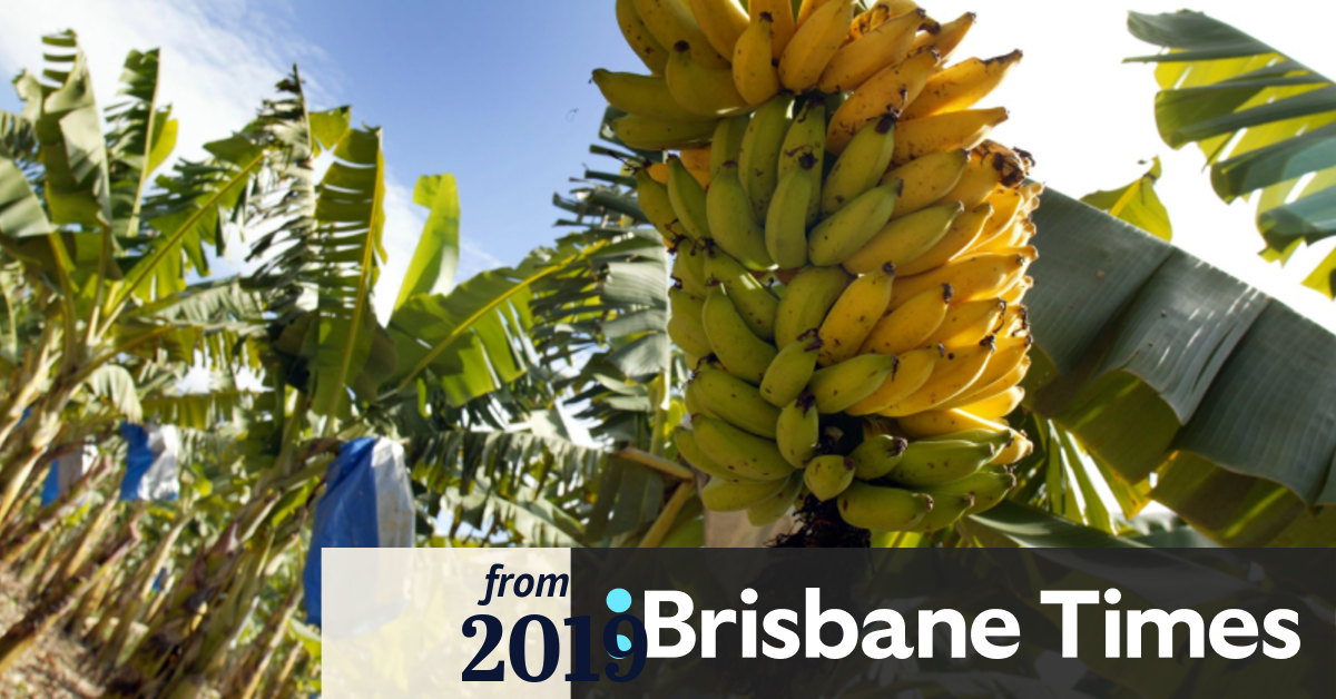 The simple method to turn banana waste into biodegradable plastic