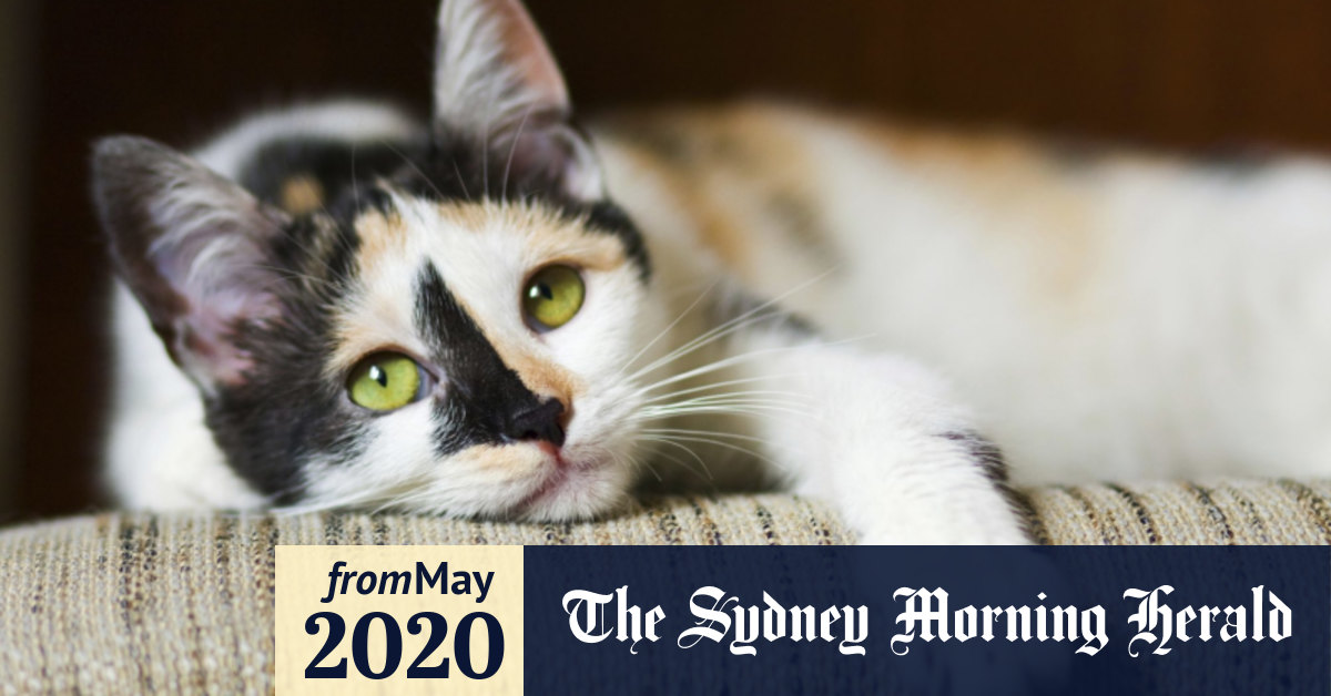 Coronavirus spreads between cats, study shows