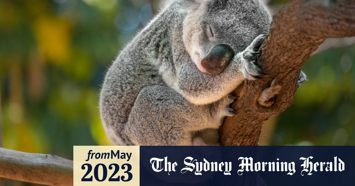 Koala population in Victoria is large, but faces disesase, climate ...