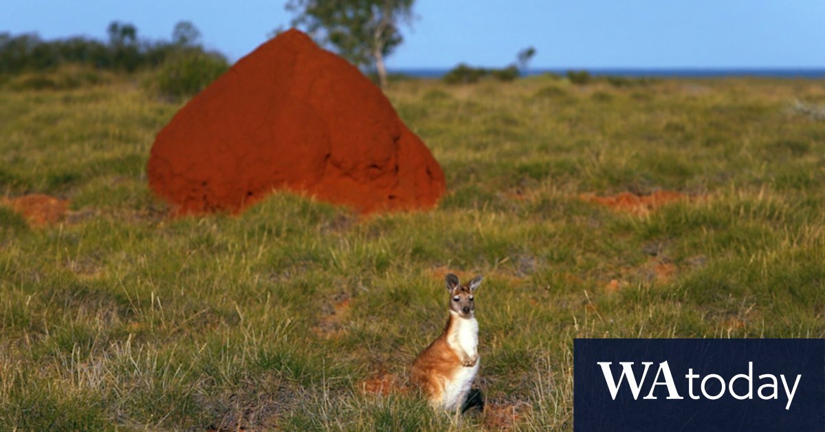 Chevron Barrow Island: PFAS in soil must be better managed, says CCWA