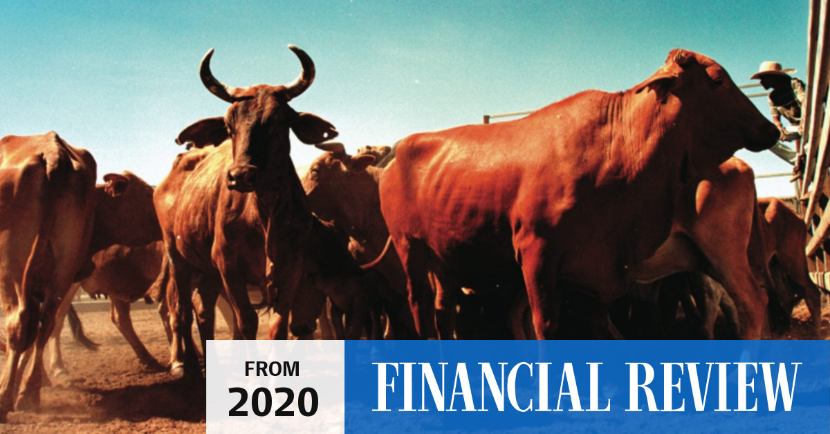 Beef giant AACo braces for ongoing China turmoil