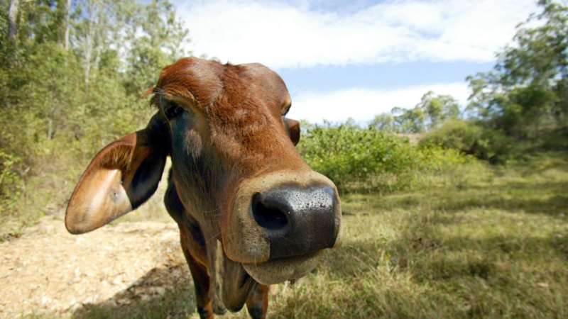 Cow 'hits' man on Queensland property