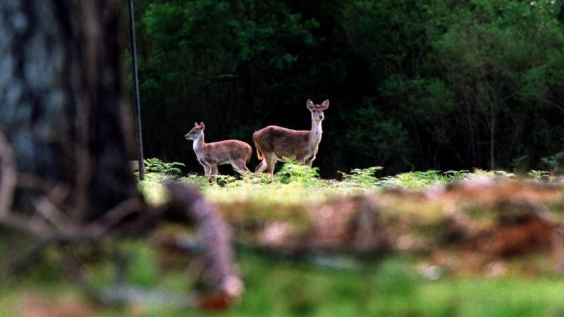 Deer hunting opened up after feral numbers soar to estimated 1 million