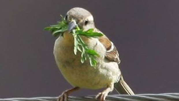 Griffith University research finds sparrow species use medicine to ...