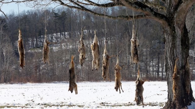 wolves killing coyotes