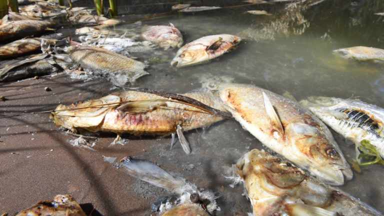 Top scientists agree to Labor request to study Darling River fish kill