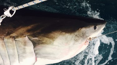 Shark drumline trial off WA's South West coast gets EPA approval