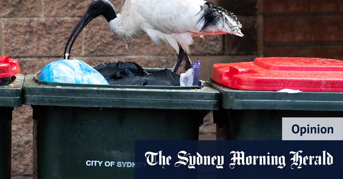 Sydney’s bin chicken: How a metropolis became a bird’s sanctuary