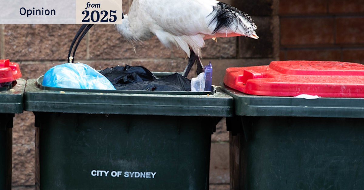 Sydney’s bin chicken: How a metropolis became a bird’s sanctuary