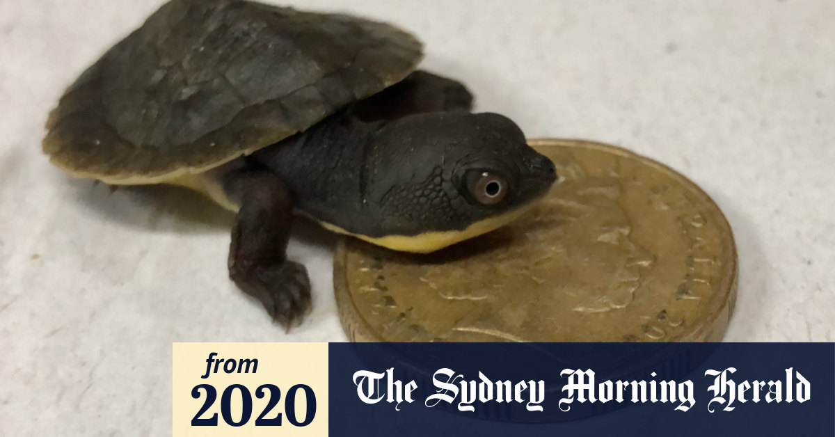 Baby boom for rare turtle on the edge of extinction