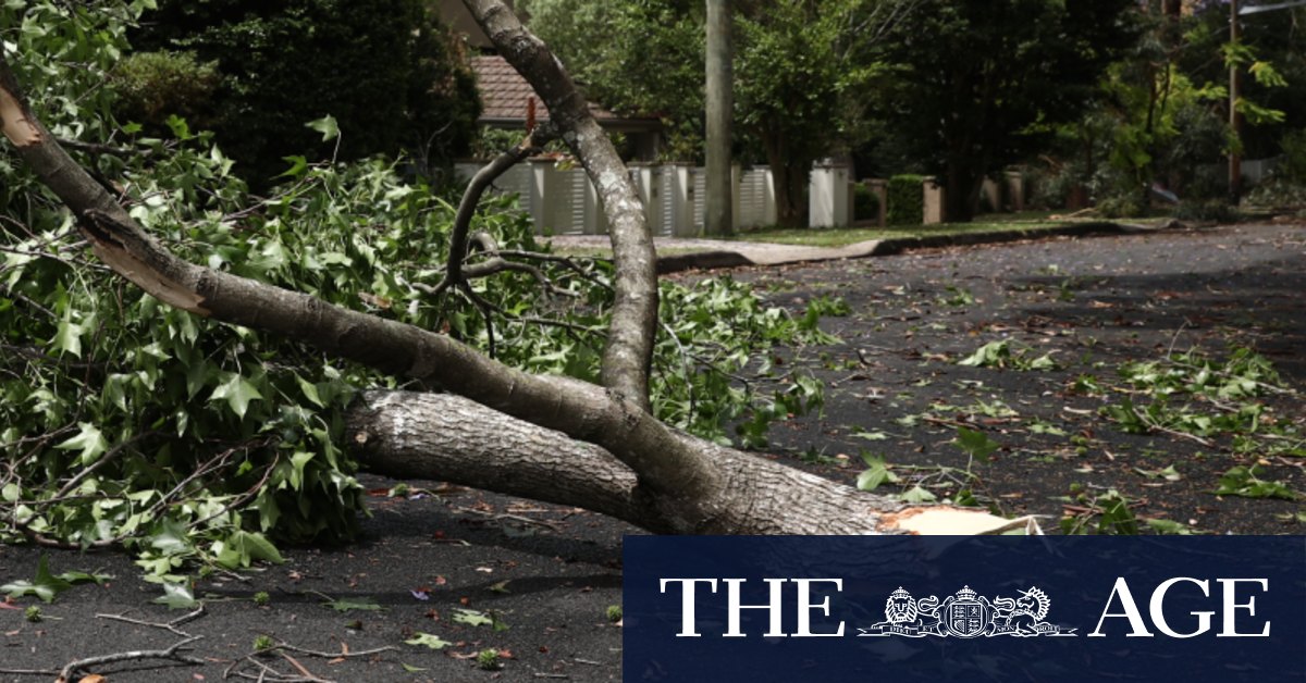 Boy killed by falling tree branch near Shepparton